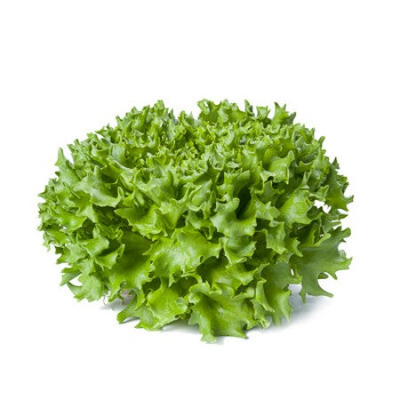 LECHUGA CARAVEL 5000 SEEDS – juanjimenezsrl