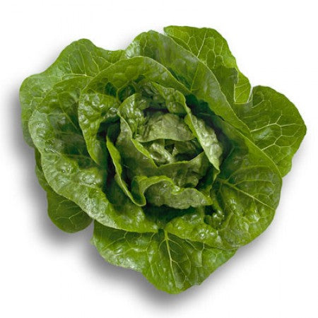 LECHUGA RINCON 5000 SEEDS – juanjimenezsrl