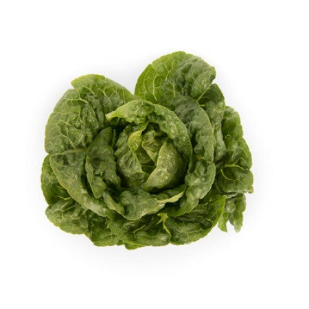 LECHUGA RIOS 5000 SEEDS – juanjimenezsrl