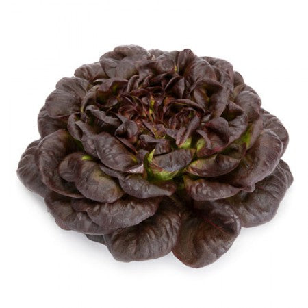 LECHUGA WARHOL 5000 SEEDS – juanjimenezsrl